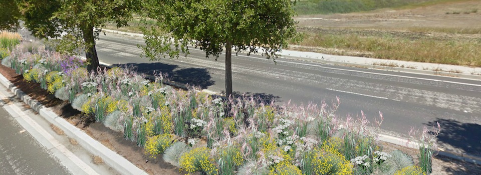 Hellyer Ave Native Plant Median Design | Ecological Concerns Incorporated
